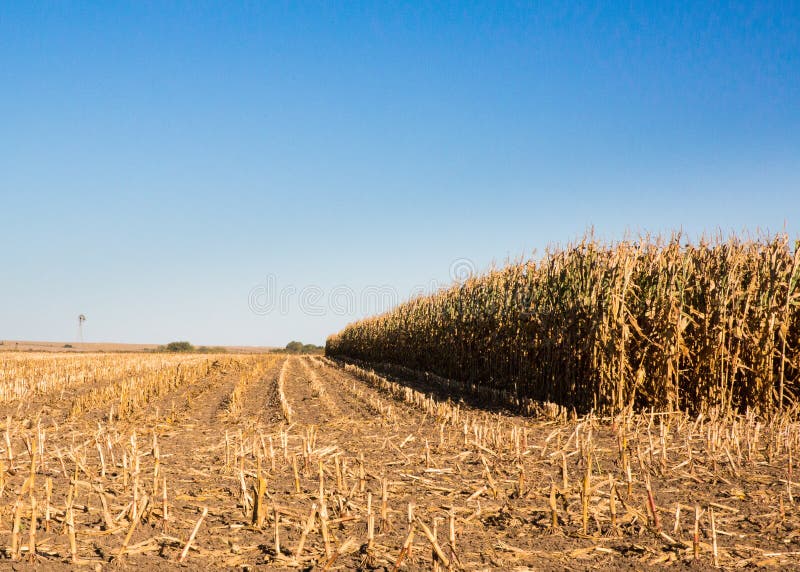 Field corn stock photo. Image of corn, harvested, field - 83615446