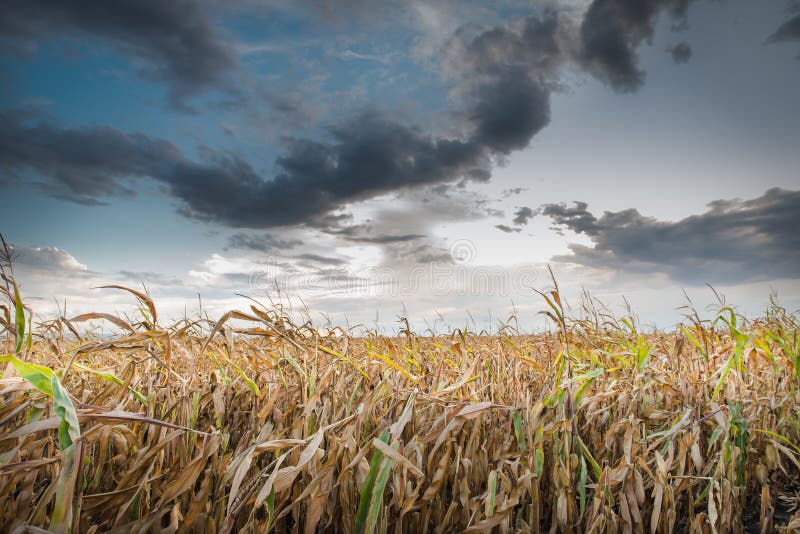 Field of corn stock image. Image of leaf, grain, farm - 34039155