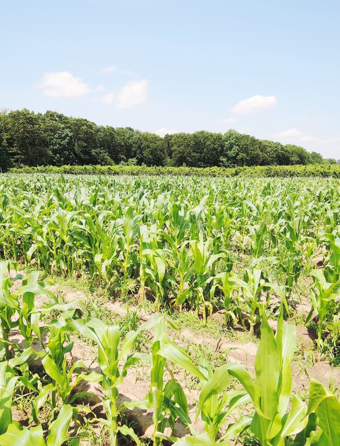 Field corn stock image. Image of farmer, fresh, blue - 32473517