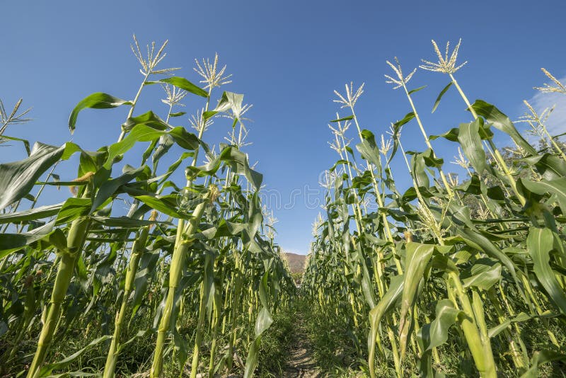 Field of corn crop stock image. Image of natural, food - 235230635