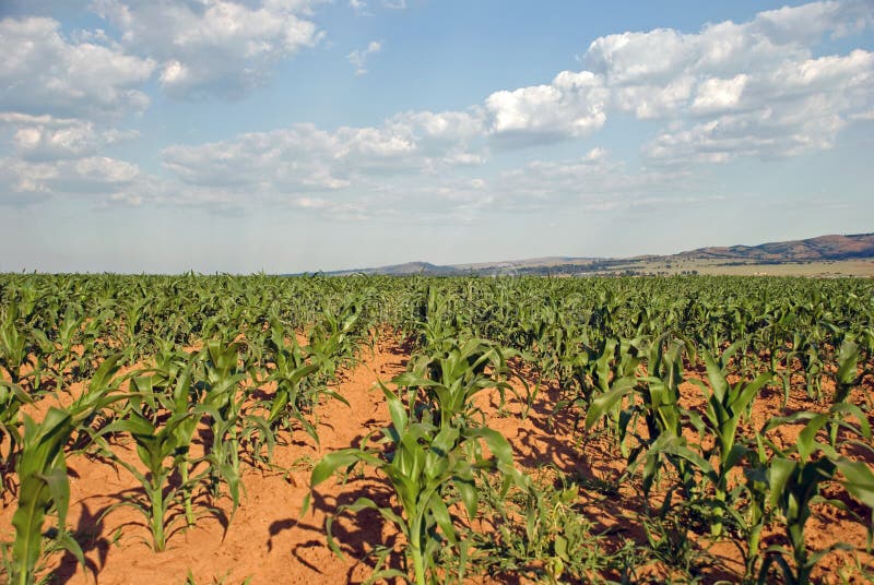 Field of corn crops stock photo. Image of kernel, farming - 7519370