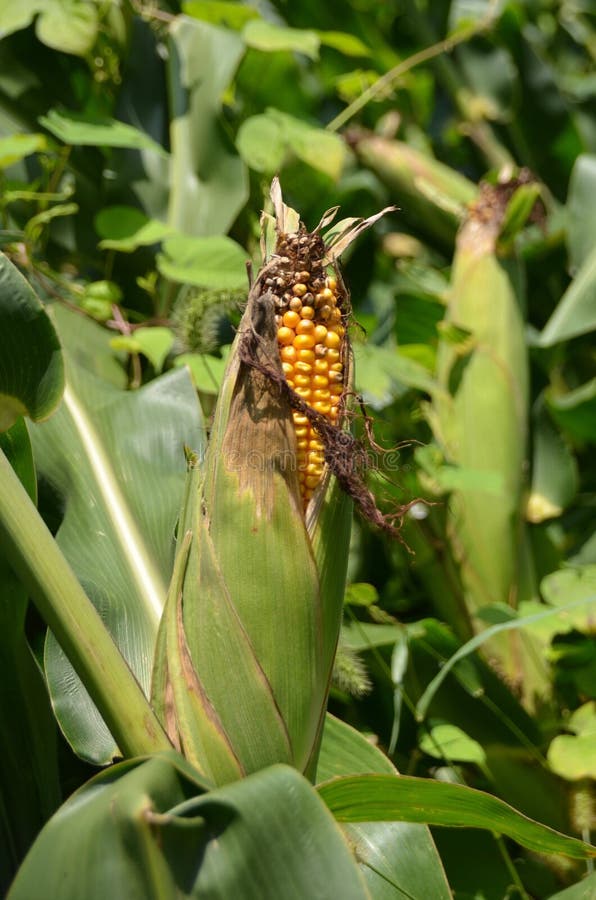 Field Corn stock photo. Image of drying, vegetarian - 124816150