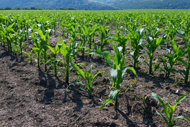 Field corn stock photo. Image of harvest, food, farming - 44305730