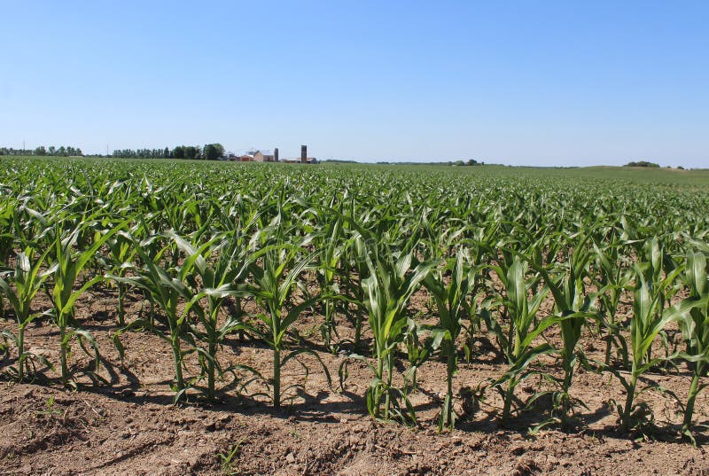 Field Corn with and a Farm stock photo. Image of large - 107775826