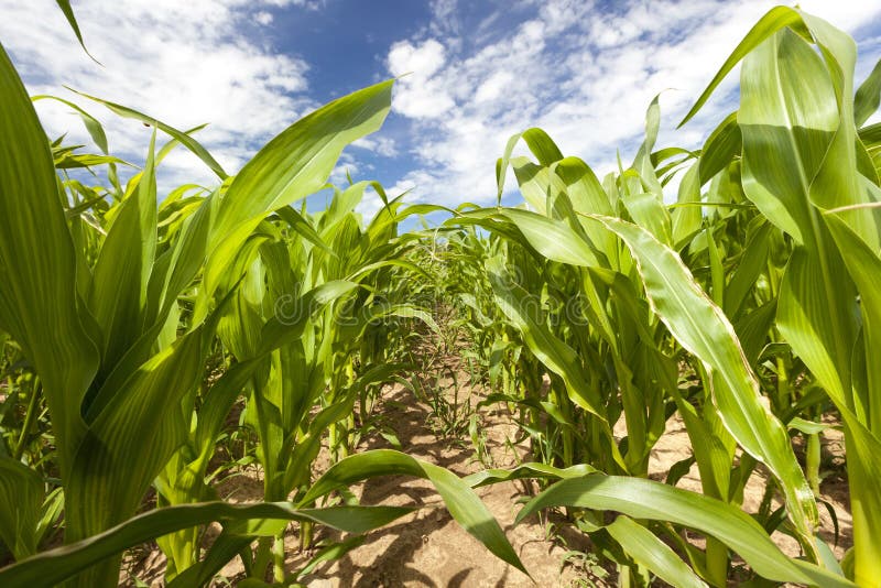 Field with corn stock image. Image of closeup, lush - 101675039