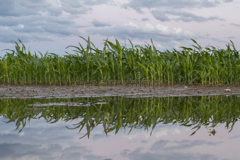 Corn field in rain stock image. Image of china, field - 54467945