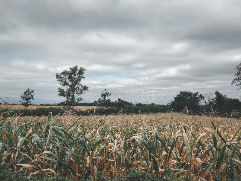 Field with Corn, Forest and Cloudy Sky Stock Photo - Image of blue ...