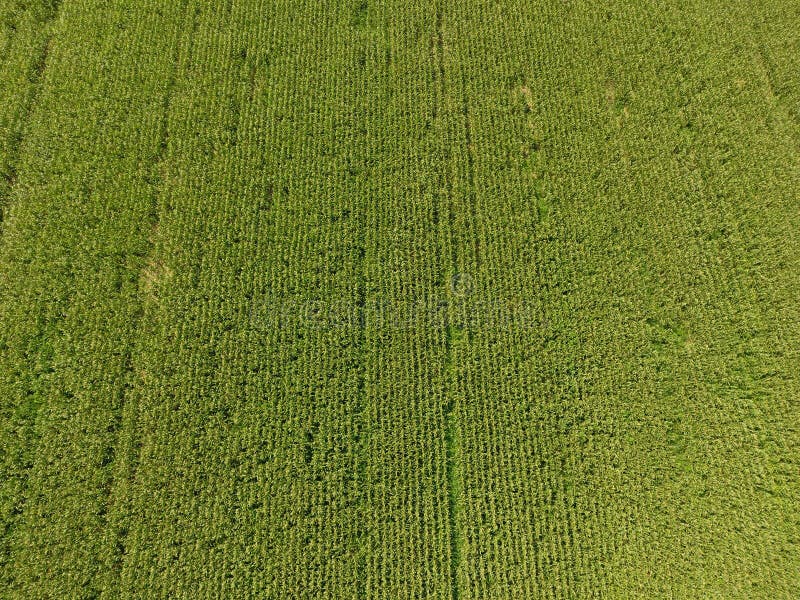 Field of Corn. Green Corn Blooms on the Field. Period of Growth and ...
