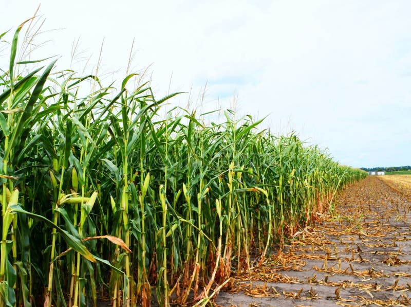 A Field of Corn is Grown for Grain and Silage for Cows Stock Image ...