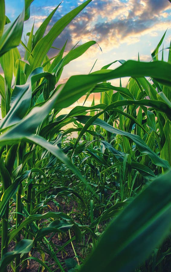 Field Corn Grows in the Field. Selective Focus Stock Photo - Image of ...