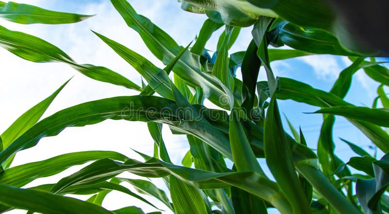 Field Corn Grows in the Field. Selective Focus Stock Image - Image of ...