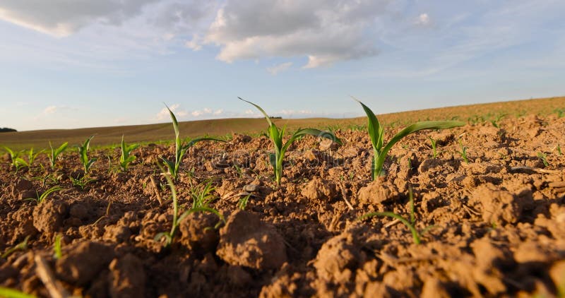 A Field with a Corn Harvest in the Evening Stock Footage - Video of ...