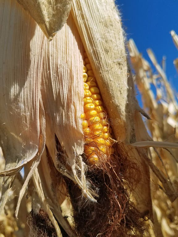 Field Corn and Husks in Late Fall Stock Image - Image of corn, farmer ...