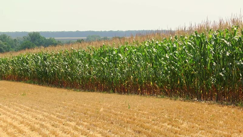 Field of Corn during the Period of Grain Filling in the Stump Stock ...