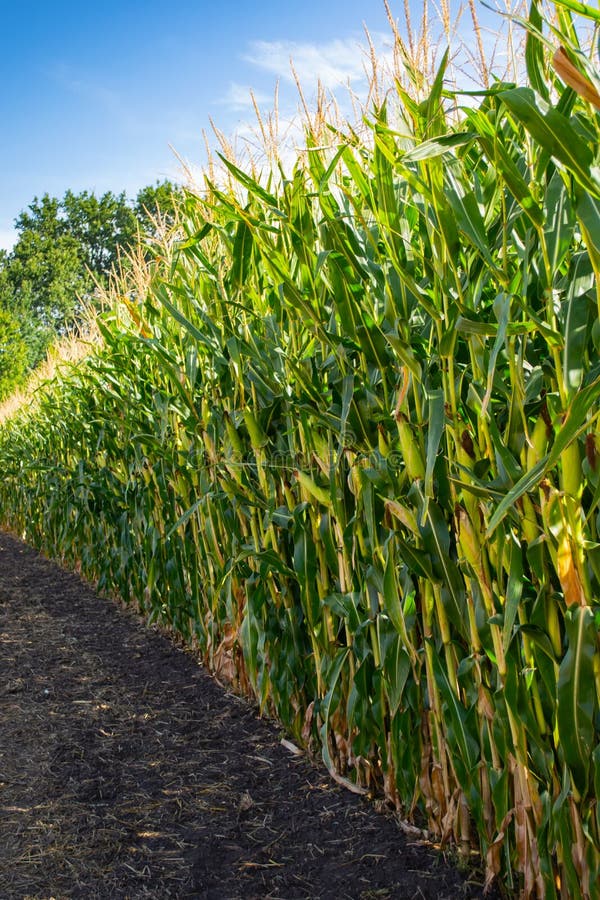 Field of Corn in the Period of Milk Grain Ripeness. Silage Litter Time ...