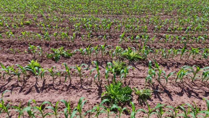 Field of Corn Plants in Rows Sprouting in Red Soil, Pan Right. Stock ...