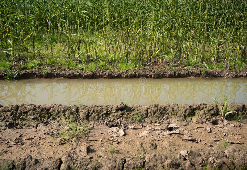 Field of corn after rain stock photo. Image of natural - 201678836