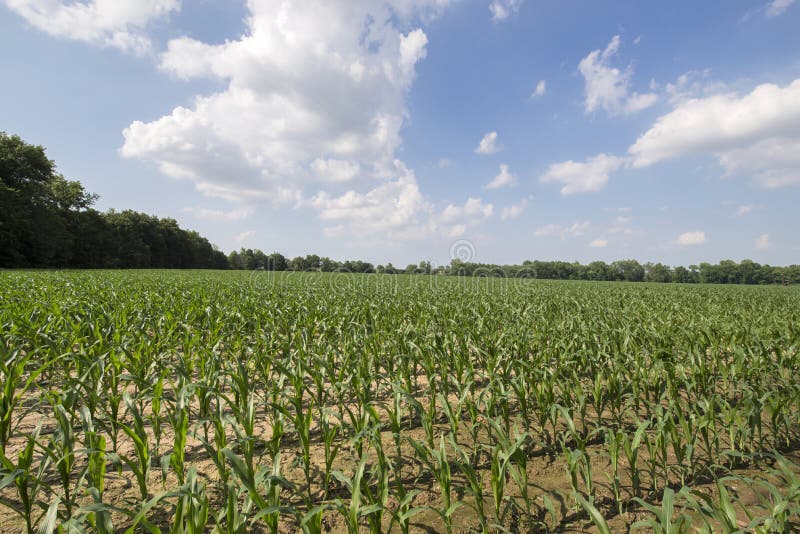 Field corn,row crop stock image. Image of corn, farm - 119845601