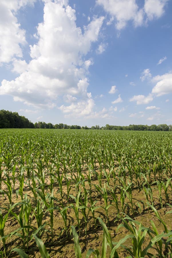 Field corn,row crop stock image. Image of countryside - 119845627