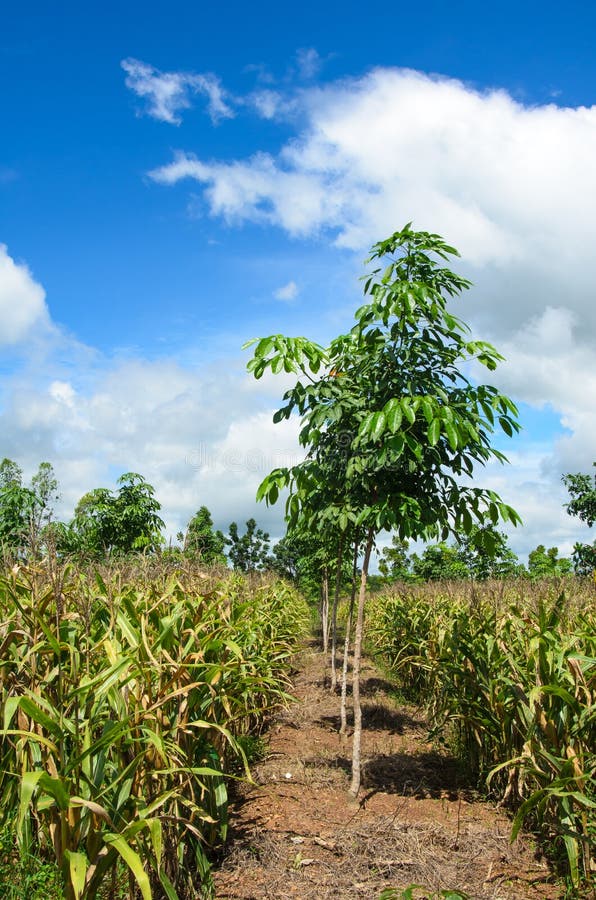 Field Corn and Rubber Plantation Stock Photo - Image of food, fruit ...