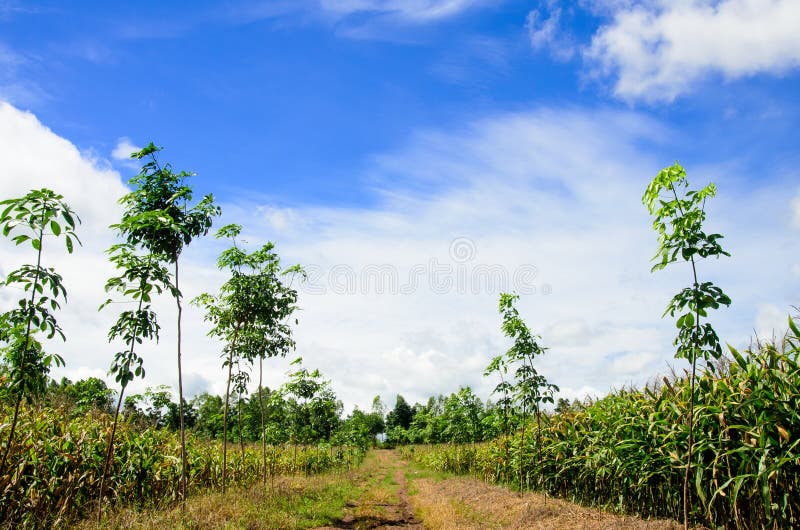 Field Corn and Rubber Plantation Stock Image - Image of blue, health ...