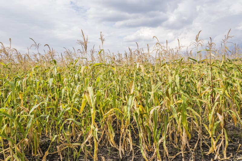 Corn Field in Russia in the Fall Stock Photo - Image of grass, growth ...