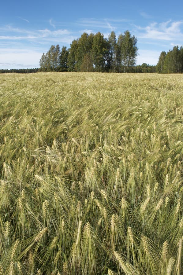 Field corn rye stock image. Image of color, area, light - 16658595