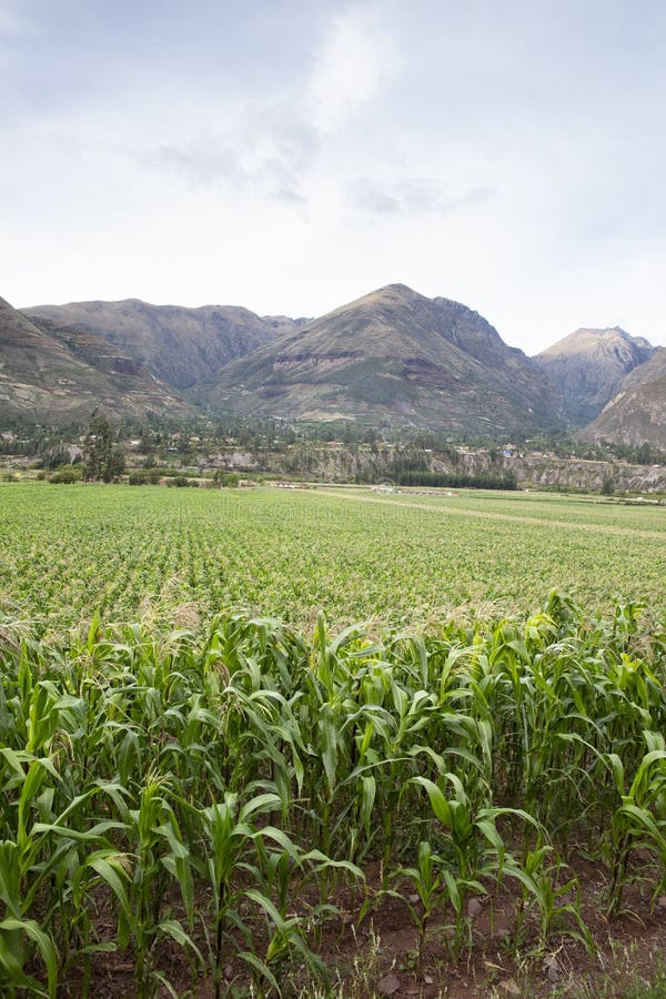 Field of Corn in Sacred Valley, Cusco. Stock Image - Image of leaf ...