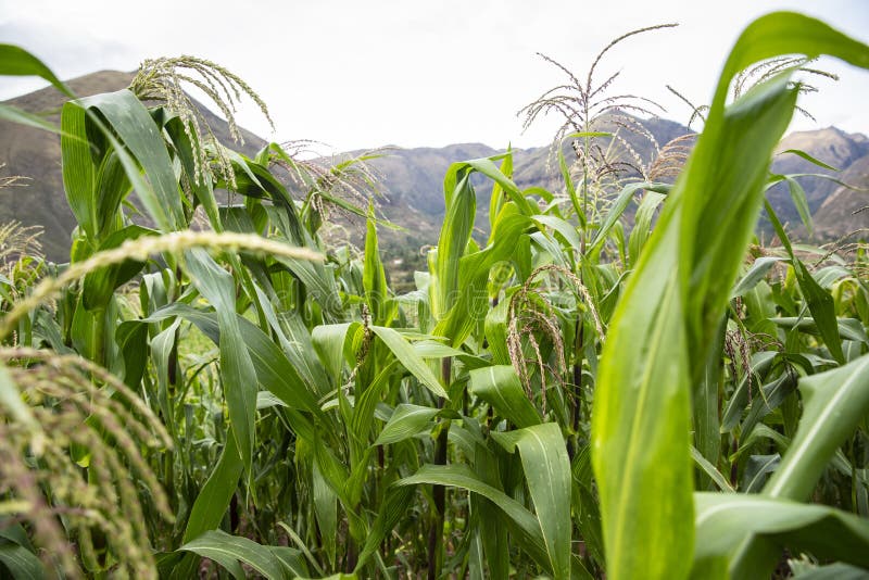 Field of Corn in Sacred Valley, Cusco. Stock Photo - Image of america ...