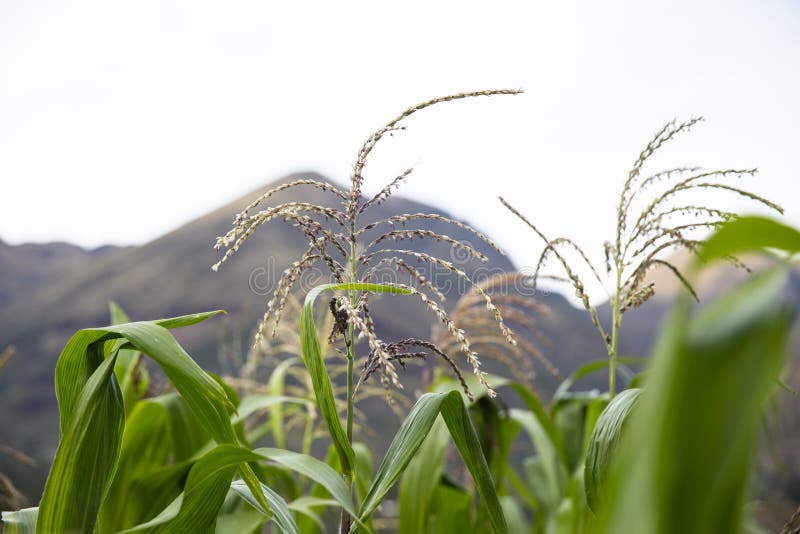Field of Corn in Sacred Valley, Cusco. Stock Photo - Image of crop ...