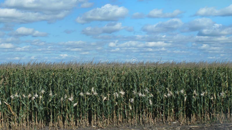 Field of Corn, Corn, Side View Stock Footage - Video of closeup ...