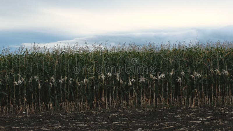 Field of Corn, Corn, Side View Stock Footage - Video of environment ...