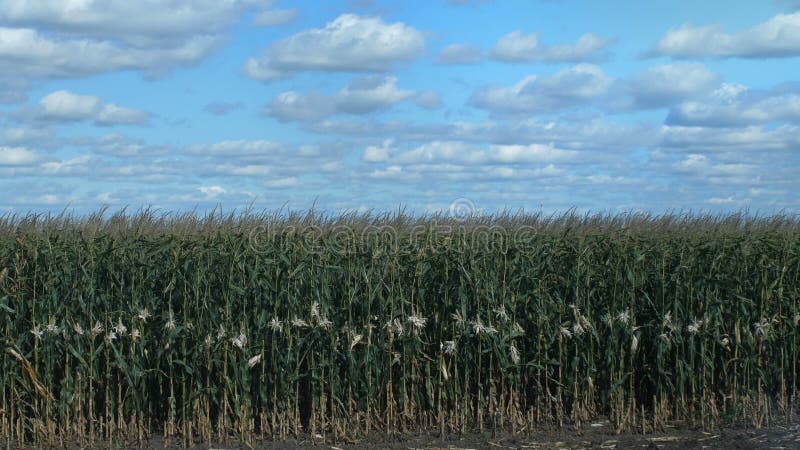 Field of Corn, Corn, Side View Stock Footage - Video of food ...