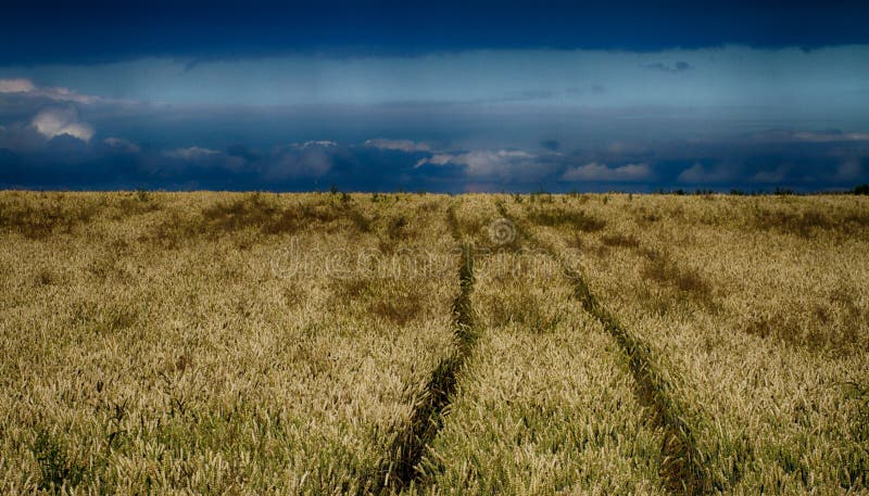Field of corn and sky 2 stock photo. Image of rural - 110004402