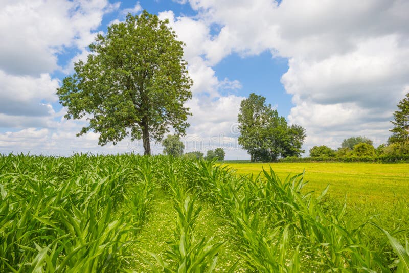 Field with Corn on the Slope of a Hill Below a Blue Sky in Sunlight in ...