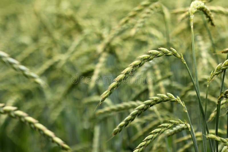 Field of Corn, Spelt, Dinkel Stock Image - Image of harvest, farming ...