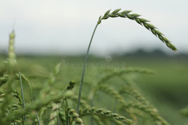 Field of Corn, Spelt, Dinkel Stock Photo - Image of dinkel, growth ...