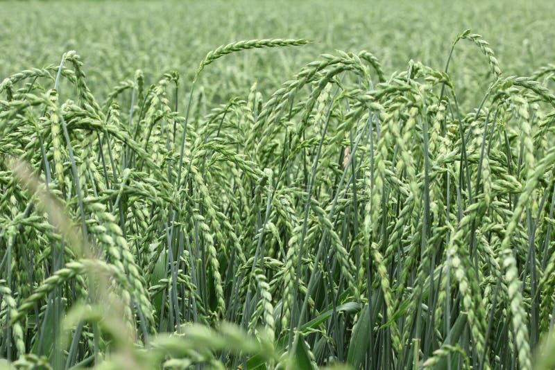 Field of Corn, Spelt, Dinkel Stock Image - Image of agriculture ...