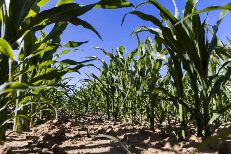 Field Corn Spring Blooming Clear Sunny Weather Closeup Stock Photos ...