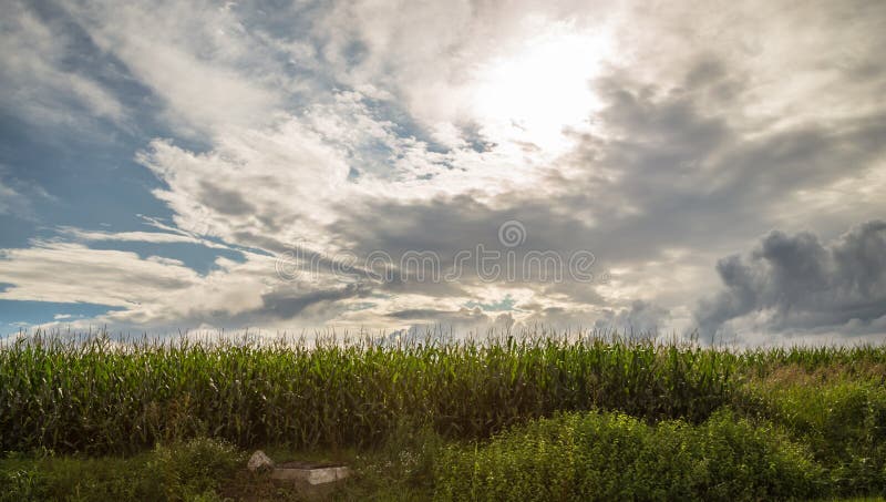 Field of Corn with Storm in the Sky Stock Image - Image of land, growth ...