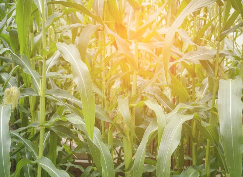 Field of corn in the sun stock photo. Image of sunlight - 286777326