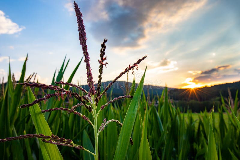 Field of Corn in Sunset in Hills Stock Photo - Image of maize, blue ...
