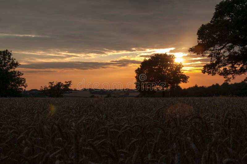 Corn Sunset stock photo. Image of stalk, agriculture, corn - 548056