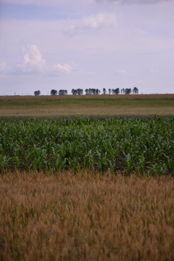 Field with Corn and Wheat in Spring Season Stock Photo - Image of ...