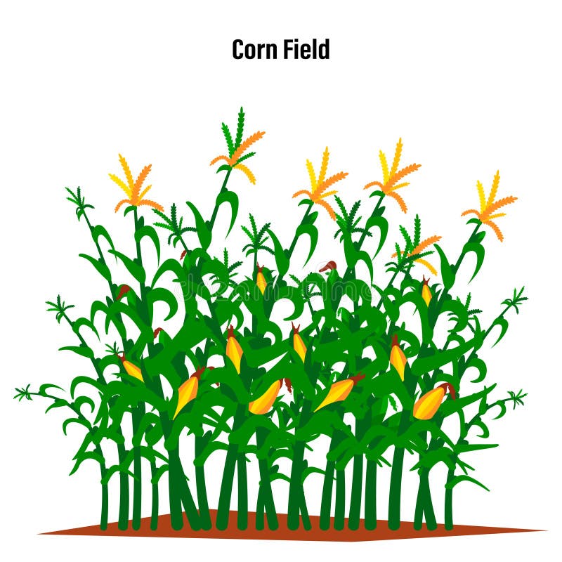 Field of Corn on a White Background Isolated. Vector Illustration Stock ...