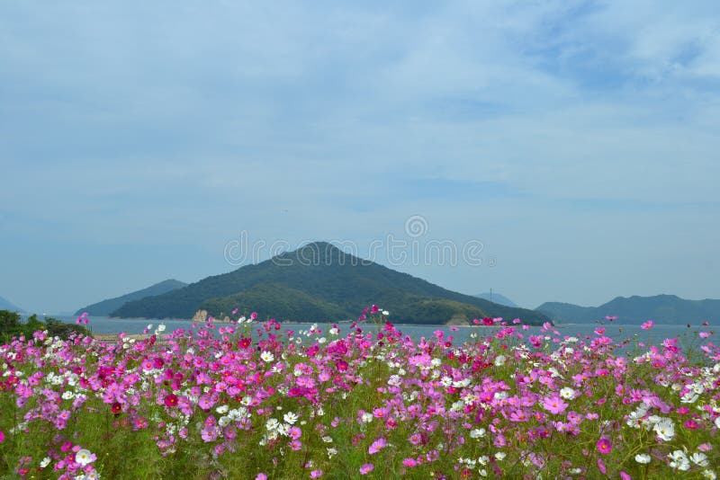 Field of cosmos stock photo. Image of green, grass, field - 45932490