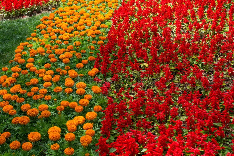 Field Covered with Beautiful Flowers in Summer Time Stock Photo - Image ...