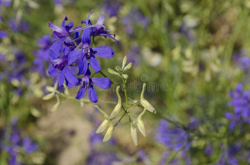 Field Covered with Blue Bells Close Up Stock Image - Image of flower ...
