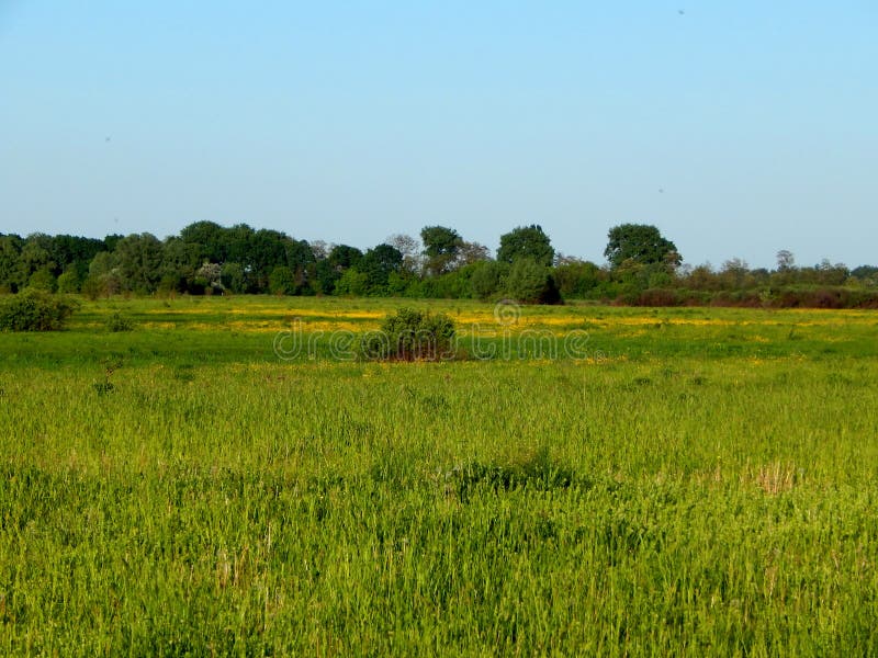 The Field is Covered with Dense Green Grass. Stock Image - Image of ...