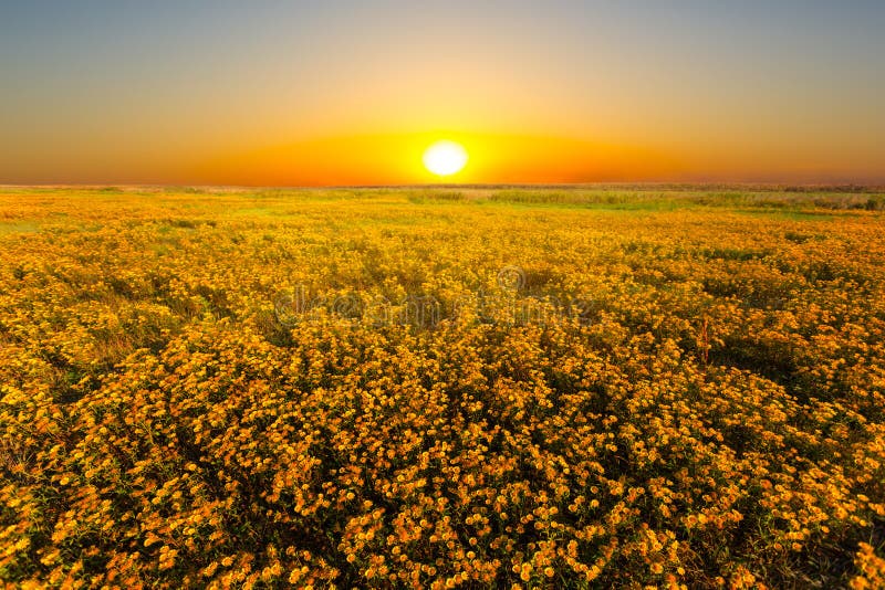 Field Covered by a Flowers at the Sunset Stock Photo - Image of plant ...